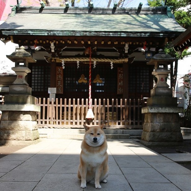 Japanese Shiba Inu best photo 20 | I LOVE JAPAN